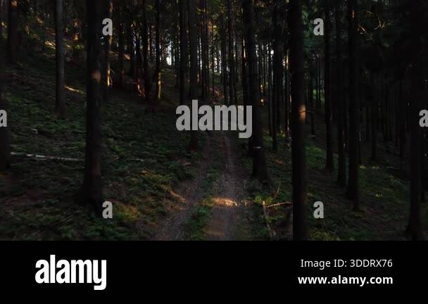 Soft rays of sunlight filter through tall evergreen trees in a dense ...