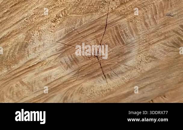 Tree Log Cross Section Radial Borer Tunnels Larval Galleries Damage ...
