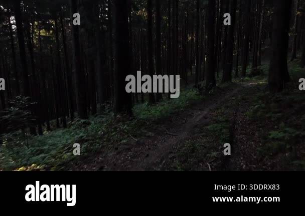 Soft rays of sunlight filter through tall evergreen trees in a dense ...