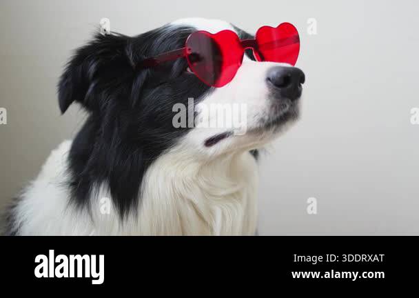 St. Valentines Day February 14 concept. Funny puppy dog border collie ...