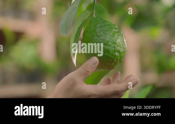 Lemon tree. Organic farming. Male hand of farmer touching green unripe ...