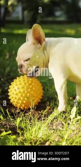 A cute white French Bulldog is happily playing outdoors in a sunny park ...