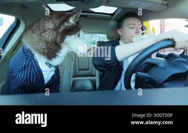 Close up funny shot attractive businessman driving eat burger with a ...