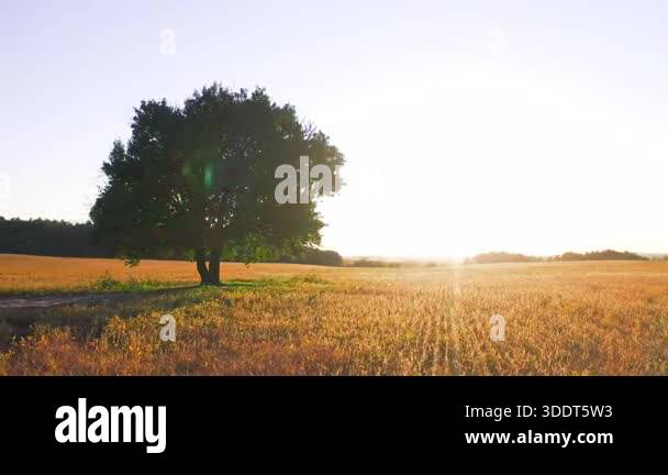 Drone flying over in field during sunset. Yellow agriculture. Beautiful ...