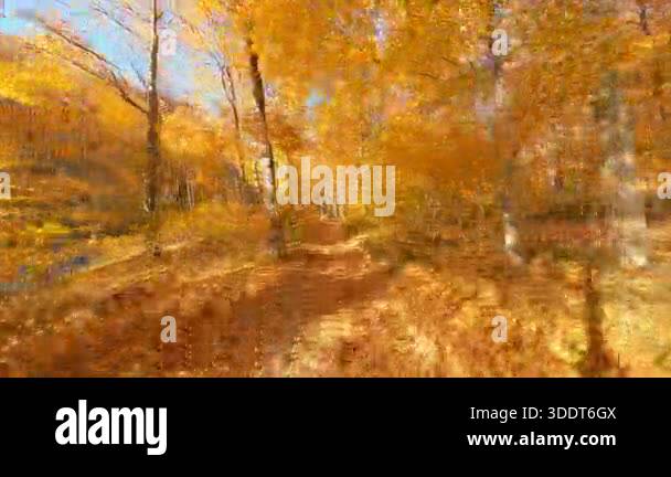 Maneuverable FPV motion flight in cinematic wonderful wild forest trees ...