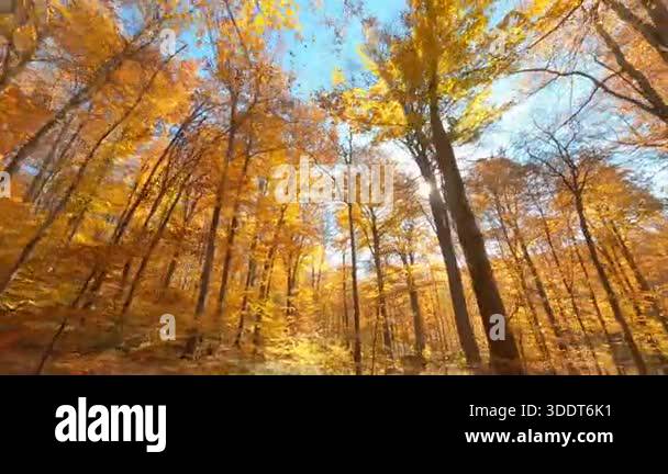 Cinematic clip of fall season forest. Wonderful colorful orange golden ...