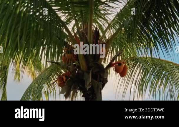 A vibrant coconut palm tree is full of ripe fruits, set against a ...