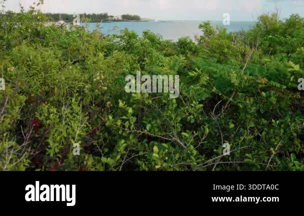 Vibrant scenes of colorful foliage and a tranquil ocean view, perfect ...