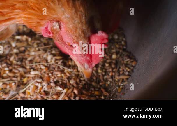 Slow motion, Lohmann Brown chicken eating food, close-up. High quality ...