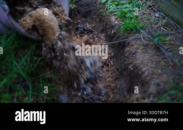 Chicken manure mixed with sawdust is poured into a settling pit. High ...