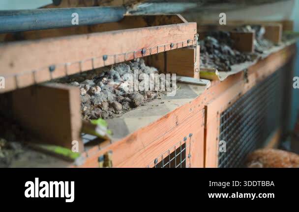 Cleaning in the chicken coop, close-up. High quality 4k footage Stock ...