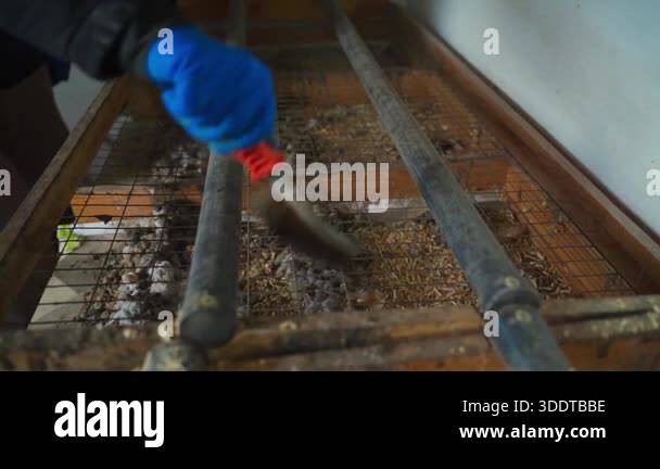 A woman in blue rubber gloves is cleaning the chicken coop. High ...