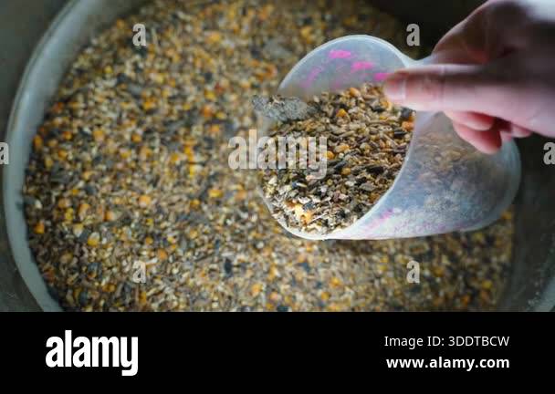 Grain mixture for feeding chickens is poured from a plastic bucket into ...