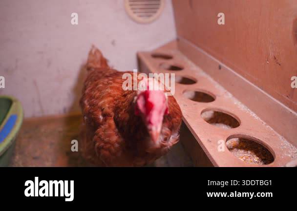 Brown chicken eating food from a feeder, close-up. High quality 4k ...