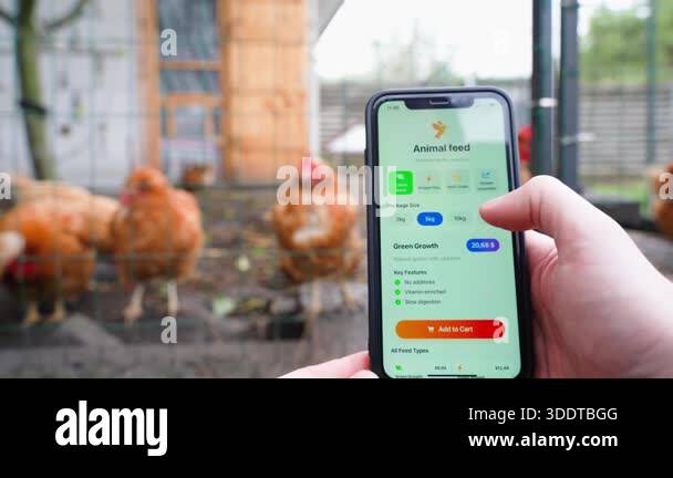 Farmer standing near chicken coop and ordering feed for them in mobile ...