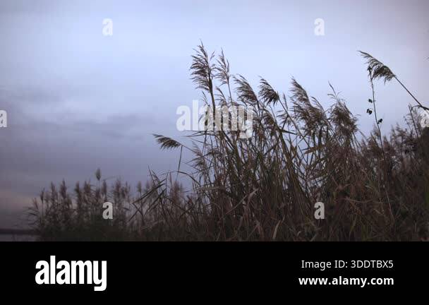 Reeds Bending Under Stormy Coastal Sky, Dramatic Movement, Gusty Wind ...