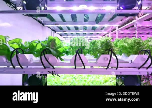 Indoor hydroponic vertical farm with lush green lettuce growing under ...