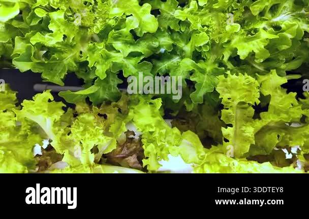 Fresh curly lettuce growing in a hydroponic vertical farm under pink ...