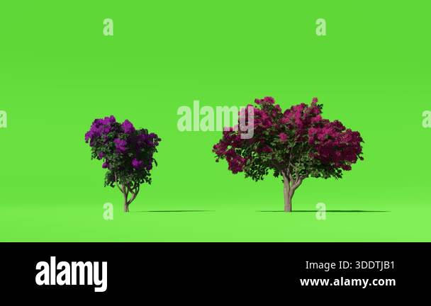 Green Screen Plant Growth Animation Motion Stock Video Footage - Alamy