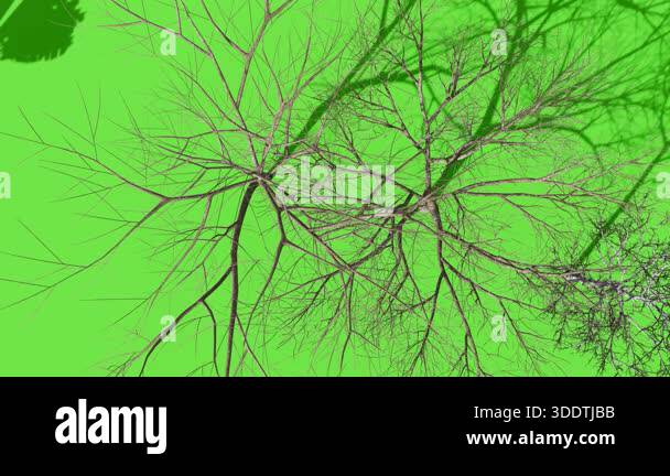 Green Screen Plant Growth Animation Motion Stock Video Footage - Alamy