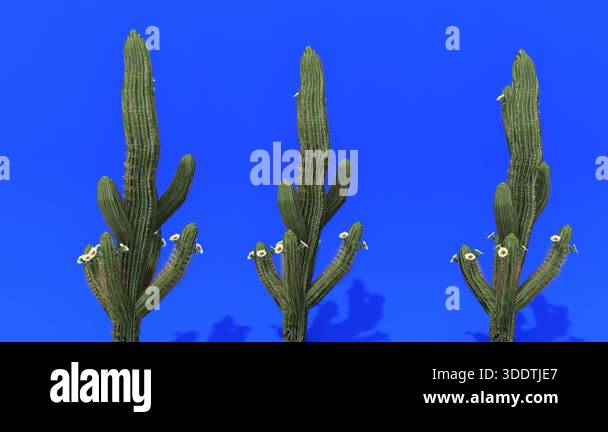 Green Screen Plant Growth Animation Motion Stock Video Footage - Alamy
