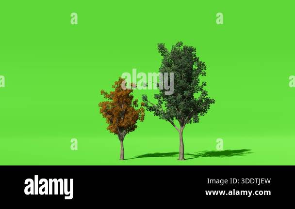 Green Screen Plant Growth Animation Motion Stock Video Footage - Alamy