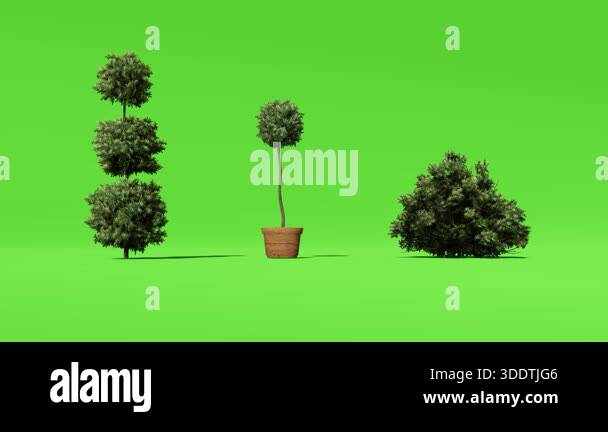 Green Screen Plant Growth Animation Motion Stock Video Footage - Alamy