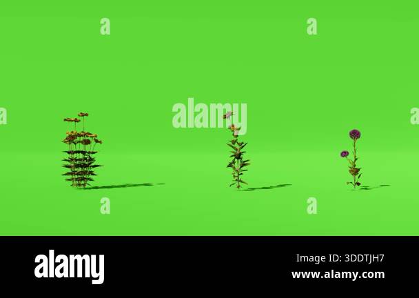 Green Screen Plant Growth Animation Motion Stock Video Footage - Alamy