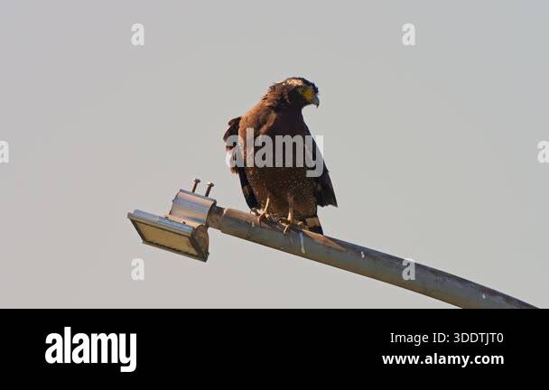 Crested serpent eagle close up in slow-motion Stock Video Footage - Alamy