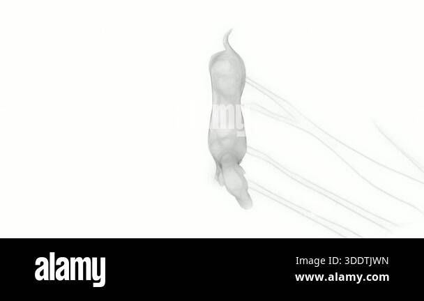 Moving Animal Sketch Animation Stock Video Footage - Alamy