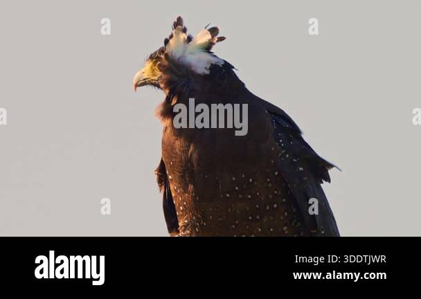 Crested serpent eagle close up in slow-motion Stock Video Footage - Alamy