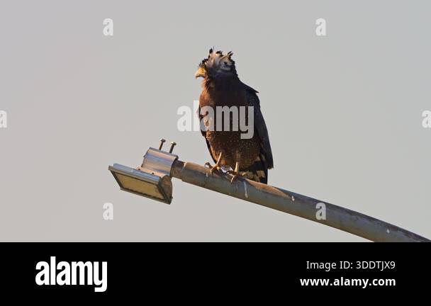 Crested serpent eagle close up in slow-motion Stock Video Footage - Alamy