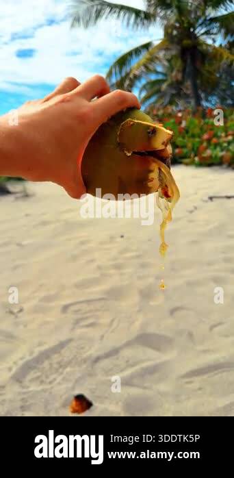 Hand holding a coconut pours yellow spoilt coconut milk. Tropical beach ...