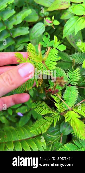 Female hand touches the Mimosa pudica and it folds the leaves ...