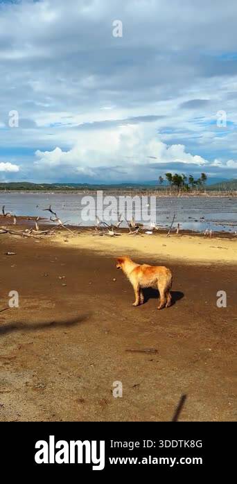 Lonely stray dog on the empty beach basking in the sun. Waterscape ...
