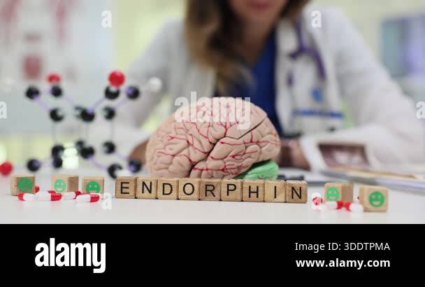 Wooden cubes form word Endorphin near anatomical model of brain. Doctor ...