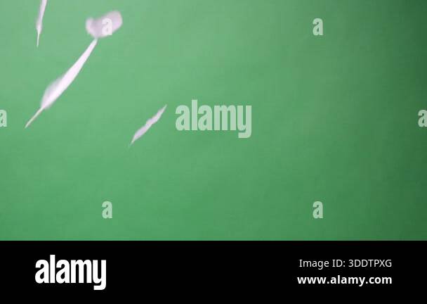 Feathers. Slow Motion of white feathers or bird wings falling against ...