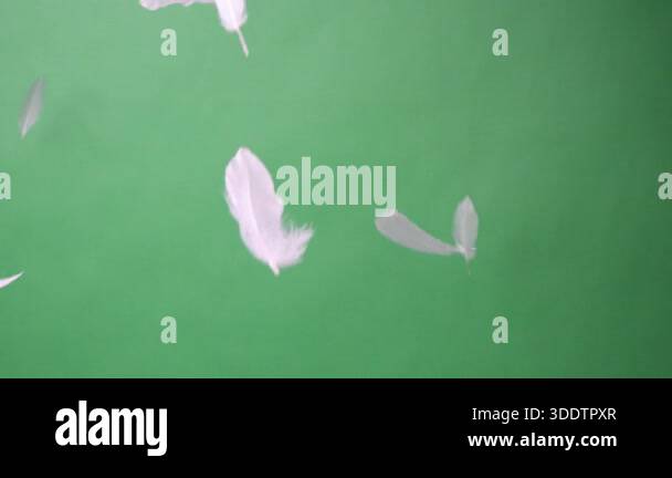 Feathers. Slow Motion of white feathers or bird wings falling against ...