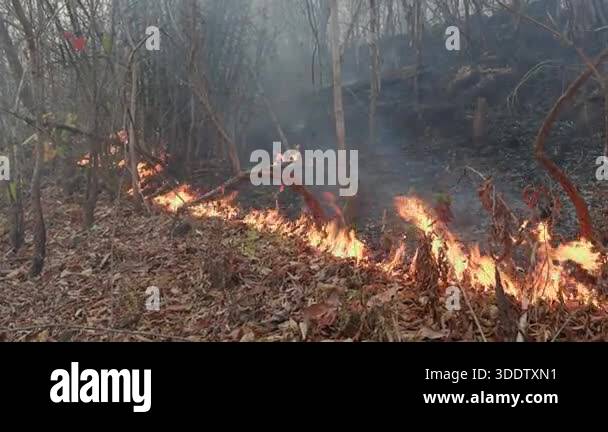 Wildfires release carbon dioxide (CO2) emissions and other greenhouse ...