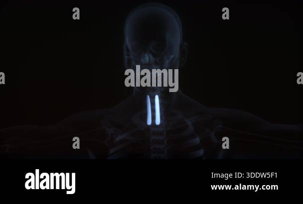 Sternothyroid muscle in human body. X Ray. Loop Stock Video Footage - Alamy