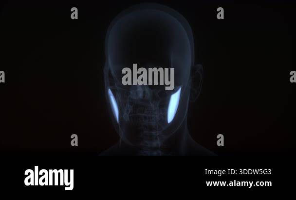 Masseter muscle in human body. X Ray. Loop Stock Video Footage - Alamy