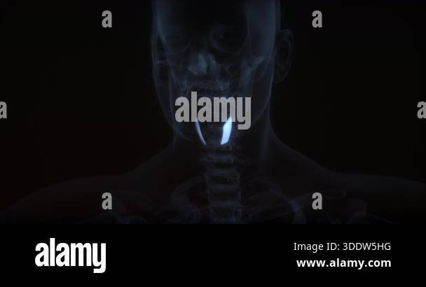Thyrohyoid muscle in human body. X Ray Stock Video Footage - Alamy