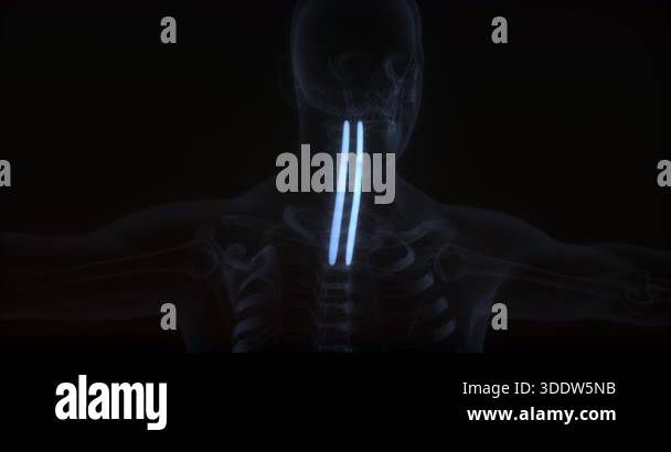 Longus colli muscle in human body. X Ray Stock Video Footage - Alamy
