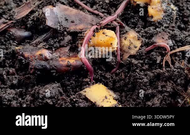 Red earthworms (Eisenia fetida or Red Worms) on the surface of the soil ...
