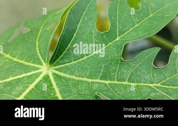 Papaya leaves attacked by spider mites (Tetranychus urticae) show small ...