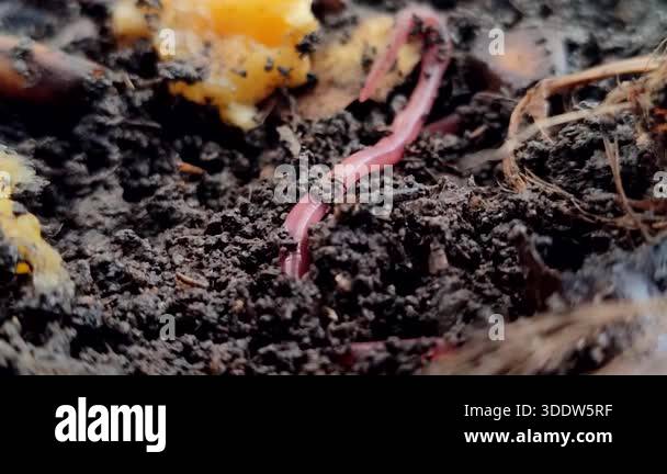 Red earthworms (Eisenia fetida or Red Worms) on the surface of the soil ...