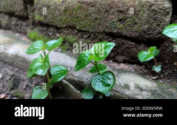 Peperomia pellucida grows naturally in moist soil near stone walls ...