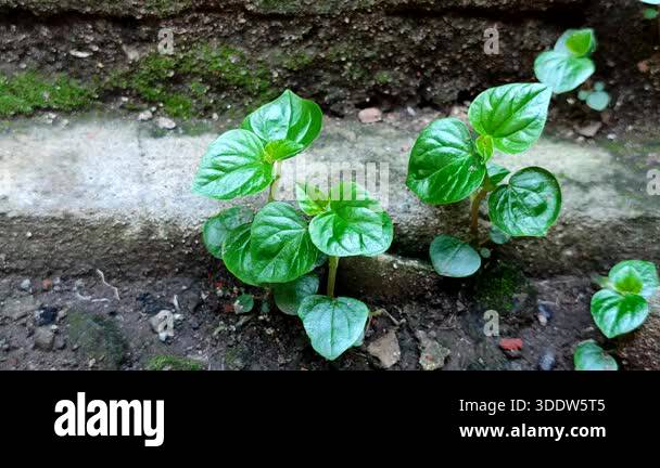 Peperomia pellucida grows naturally in moist soil near stone walls ...