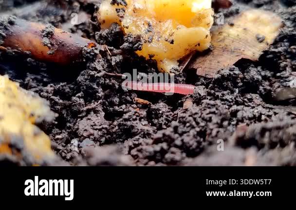 Red earthworms (Eisenia fetida or Red Worms) on the surface of the soil ...