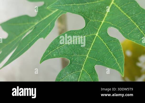 Papaya leaves attacked by spider mites (Tetranychus urticae) show small ...